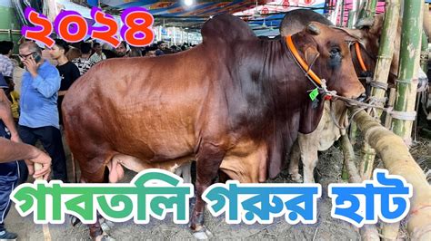 Gabtoli Gorur Haat 14 06 2024 Vip Shade Er Bishal Bishal Goru Eid Ul