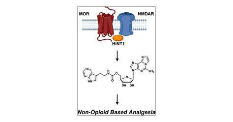 hint1 inhibitors as selective modulators of mor nmdar cross regulation