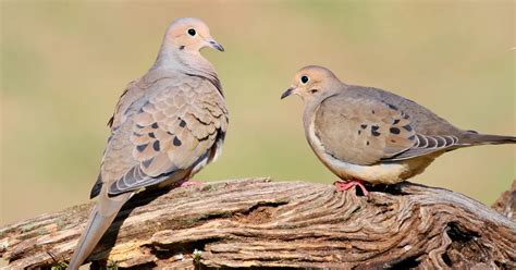 Mourning Dove Male Northland Nature Mourning Dove Song Sad Yet