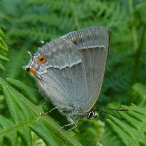 Purple Hairstreak Facts Diet Habitat And Pictures On Animaliabio