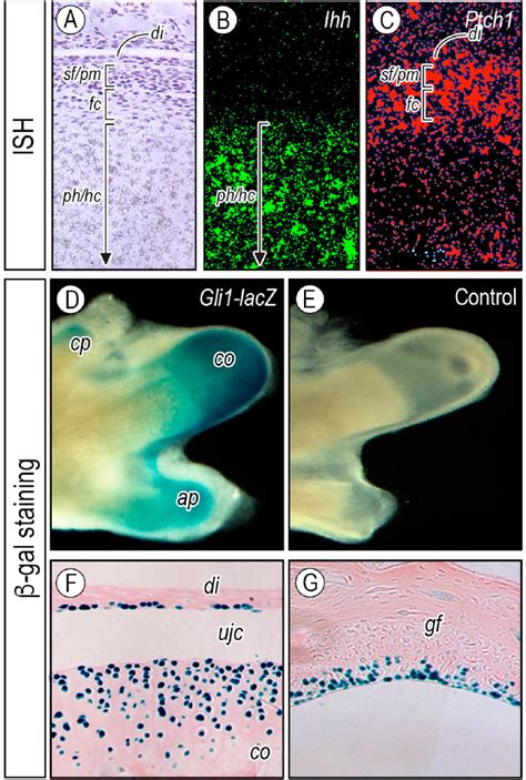 Figure 4 From The Roles Of Indian Hedgehog Signaling In Tmj Formation Semantic Scholar