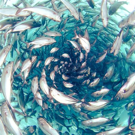 Swirl Shell Stock Image Image Of Fanciful Educated Concentric 9368633