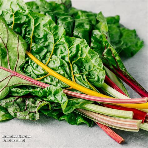 Swiss Chard Bright Lights