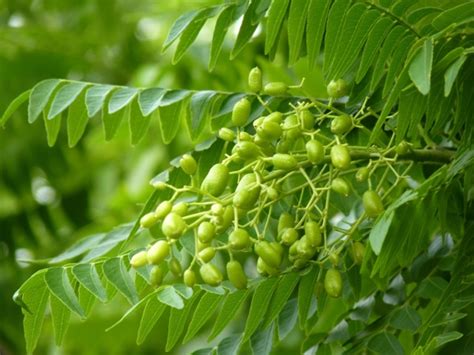 過山香 無尾鳳蝶 白桕花園 udn部落格