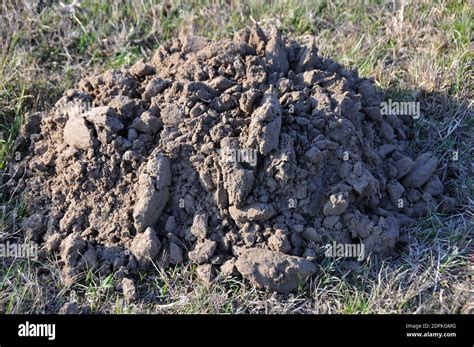 Lesser Blind Mole Rat Nannospalax Leucodon Transsylvanicus Nature Reserve Hortobágy