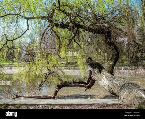 Horizontal Tree Branch