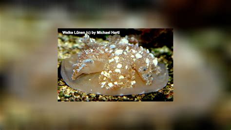 Cassiopea Sp 02 Jellyfish