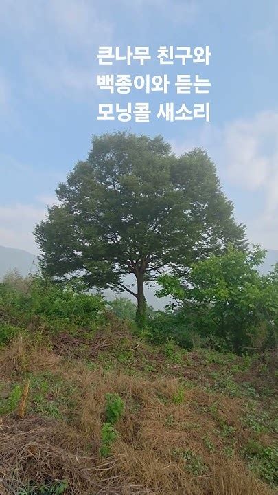 앞집의 큰 느티나무와 반려견 백종이와 듣는 새소리 모닝콜 좋 습니다 꾸지뽕차 뽕잎차 기찬농원 시골 시골생활 커피대신 물대신 카페인없는차 Youtube