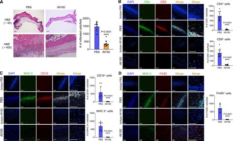 Frontiers Prolonged Skin Allograft Survival By Rm180 Amelogenin In A