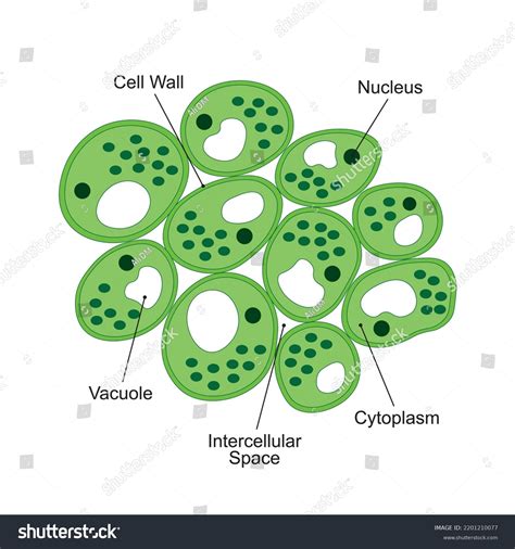 Collenchyma Tissue Diagram Collenchyma Tissue Diagram