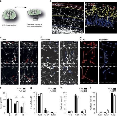 Early Life Serotonin Dysregulation Affects The Migration And Positioning Of Cortical Interneuron