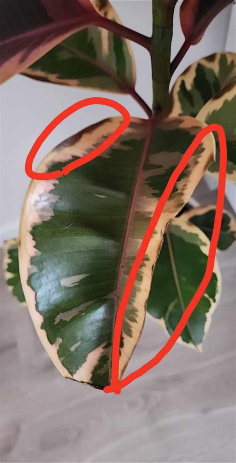 Ruby Ficus Help Please R Plants
