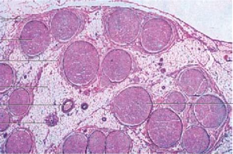 Nerve Cross Section Diagram Quizlet