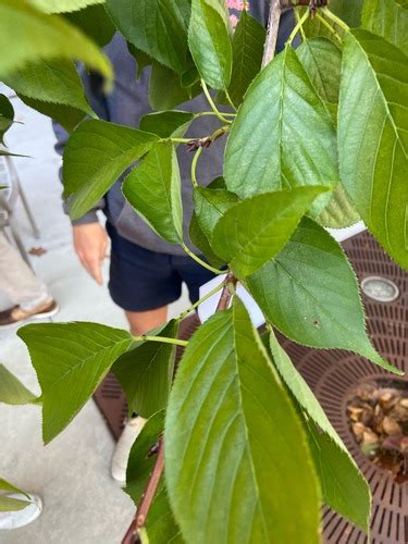 Plant Id Week 3 Flashcards Quizlet