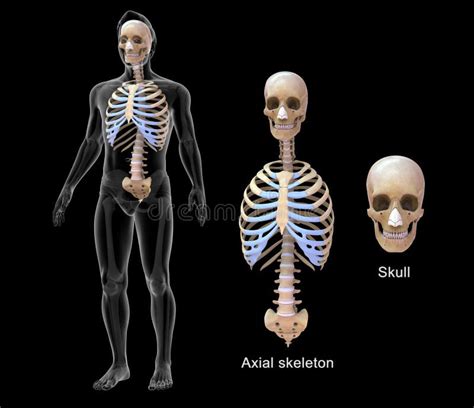 Axial Skeleton Diagram Skull