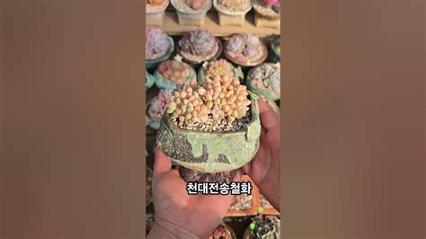 초점이 왜이리 안맞누 천대전송철화 Youtube