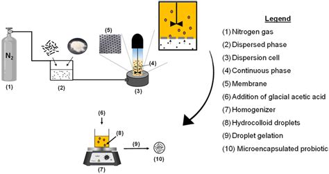 Flow Diagram Of The Process Of Obtaining Probiotic Microcapsules Using Download Scientific
