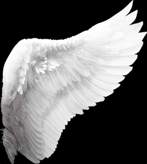 Download Elegant White Angel Wing