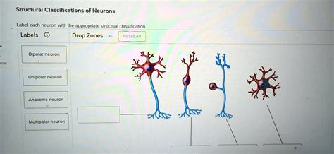 Structural Classifications Of Neurons Label Each Neuron With The Appropriate Structural