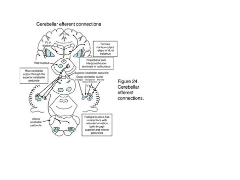 Cerebellar Efferent Connections Ppt Download