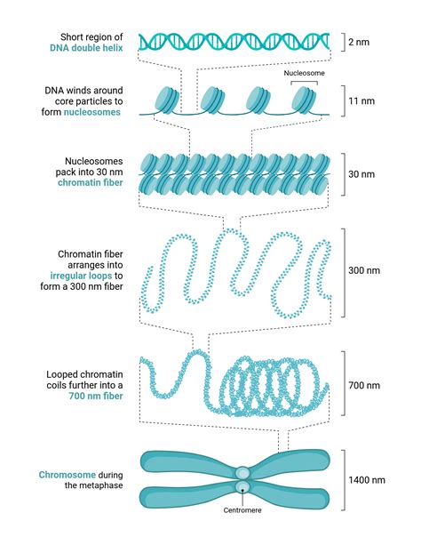 Chromatin Organization Biorender Science Templates