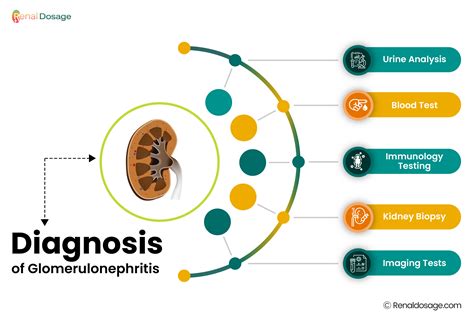 Renaldosage Glomerulonephritis Symptoms Diagnosis And Treatment