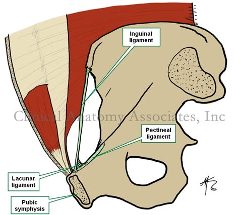 Coopers Ligament Inguinal