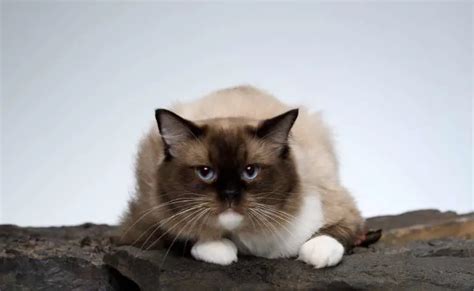 Types Of Ragdoll Mitted Cat Blue Mitted Ragdoll Cat Seal Lilac