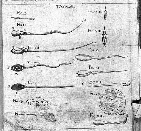 Homunculi Did The Little Men Of Ancient Alchemy Exist