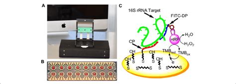 A Multiplex Electrochemical Sensor Platform For Detection Of Download Scientific Diagram
