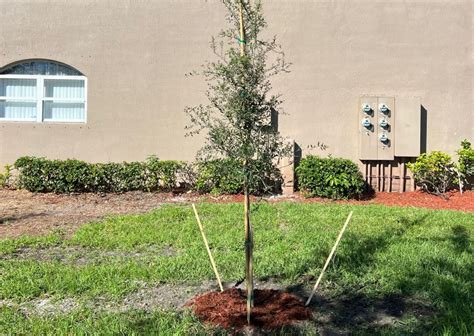 Tree Cabling Bracing And Staking Services Fort Lauderdale
