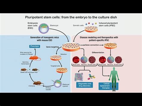 Blastocyst Stem Cells