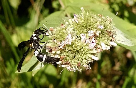Black And White Wasp Identification