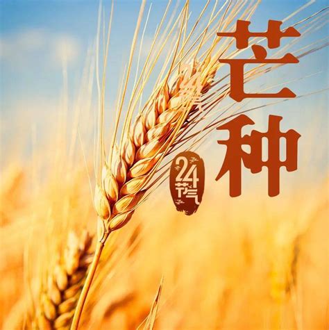 今日芒种 今日芒种 五月花 四川