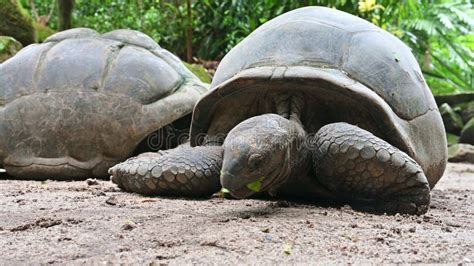 Giant Turtle Eats A Green Leaf Stock Video Video Of Head Tortoise 350910929