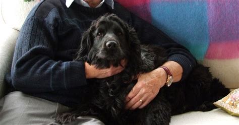 A Cocker Spaniel Who Was Over Weight