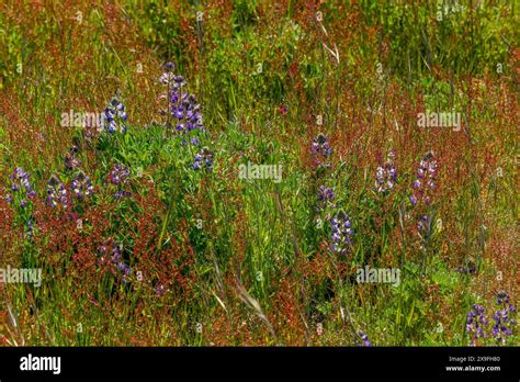 Red Sorrel Sheeps Sorrel Field Sorrel And Sour Weed Is A Species Of