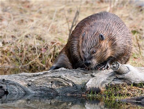 Beaver Baiting Tips How To Trap And Repel Beavers Beaver Trapping