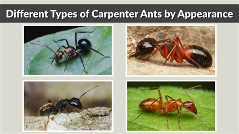 What Do Carpenter Ants Look Like Complete Identification Guide