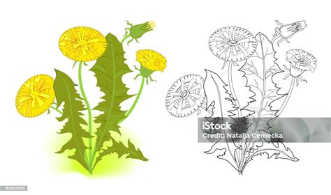 색칠을 위한 화려하고 흑백 템플릿입니다 민들레의 그림입니다 꽃으로 인사말 카드를 그립니다 어린이와 성인을 위한 색칠하기 책용 워크시트 플랫 만화 벡터입니다 0명에 대한 스톡