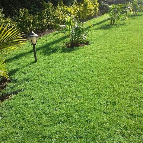 Arabic Grass Arabic Grass Carnations Landscapes Kenya Facebook
