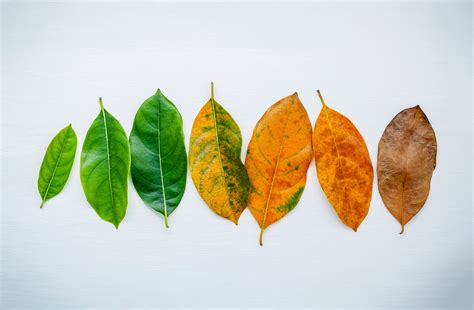 Sql Server 2016 Eol Microsoft Sql Server 2016 End Of Life Xynomix