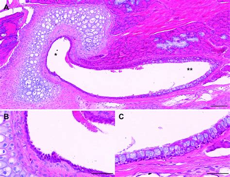 A Normal Histology Of The Rat Eustachian Tube Et 15x Power Field Download Scientific