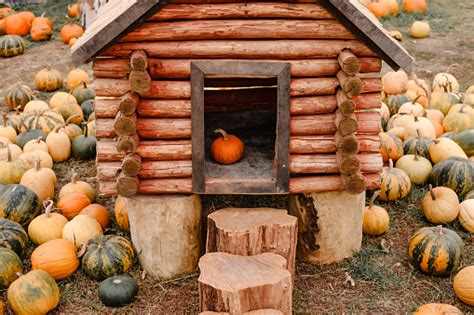 목조 집에서 할로윈을위한 밝은 오렌지 둥근 호박 가을 가을 할로윈 및 계절 추수 감사절 디스플레이에 대한 배경 0명에 대한 스톡 사진 및 기타 이미지 Istock