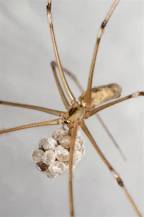 Cellar Spider With Eggs By Science Photo Library