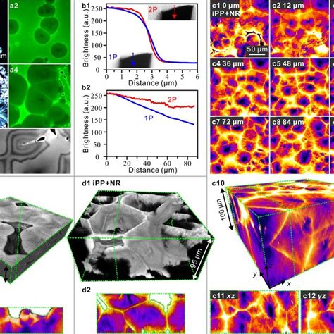 2d And 3d Fluorescence Microscopy Of Fluorophore Labeled Polymers After Download Scientific