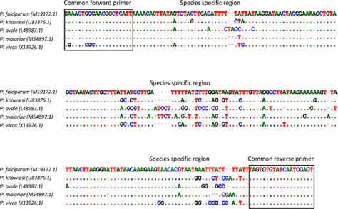 how to reverse sequences in bioedit basketgasw