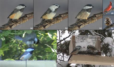 Experimental Tests Of Selection Against Heterospecific Aggression As A Driver Of Avian Colour