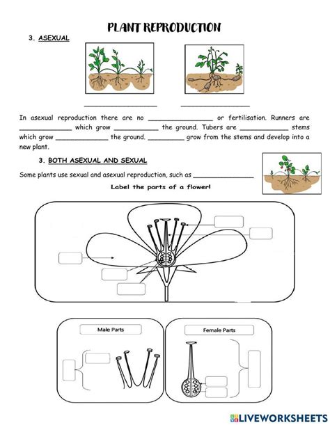 Plant Reproduction Worksheet At Mildred Urban Blog