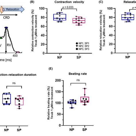 Contractility Analysis Of Patient‐specific Induced Pluripotent Stem Download Scientific Diagram